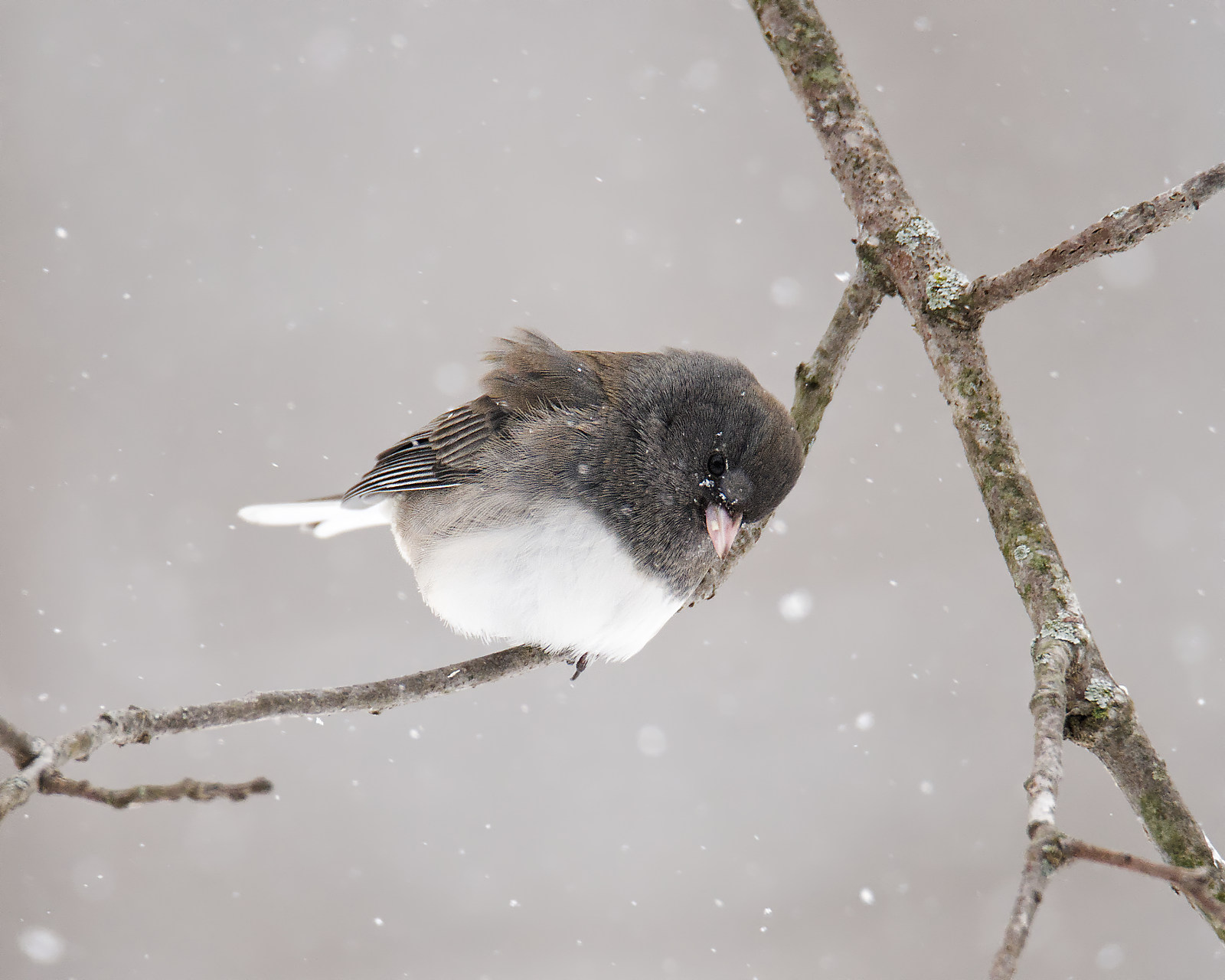 Backyard Bird Photography: Helpful tips and tricks